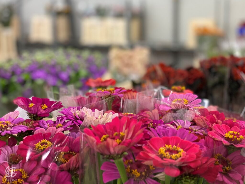 Wholesale Flowers - No. 1 Choice of Professional Florists