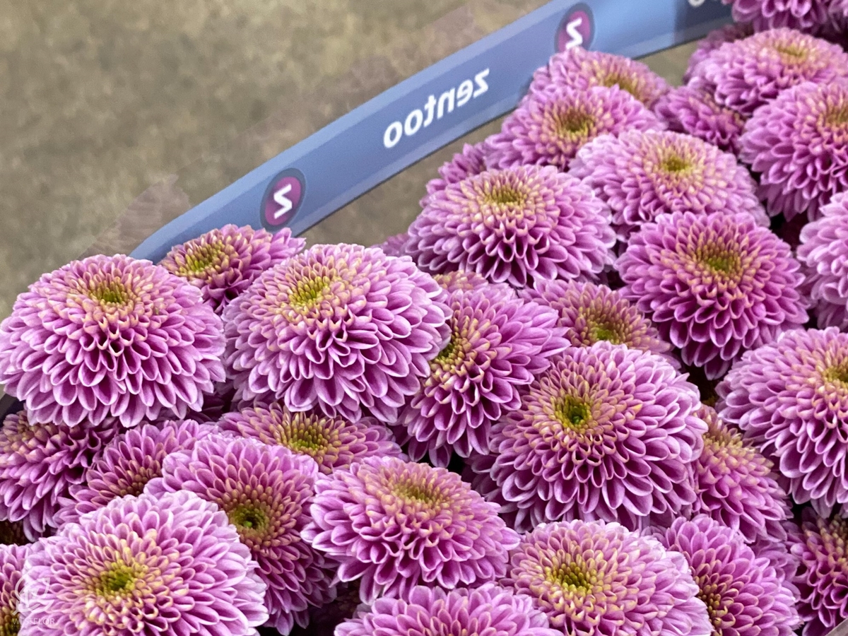 Wholesale Flowers - No. 1 Choice of Professional Florists