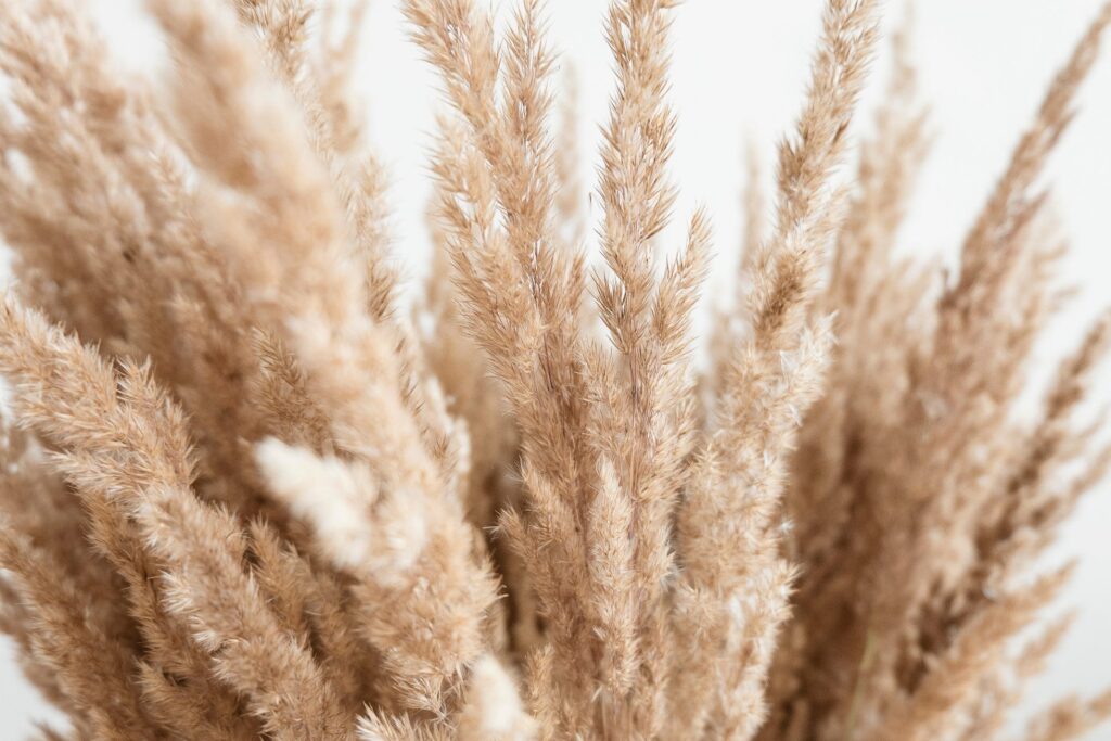 Wholesale Dried Flowers - Exciting & Diverse range available