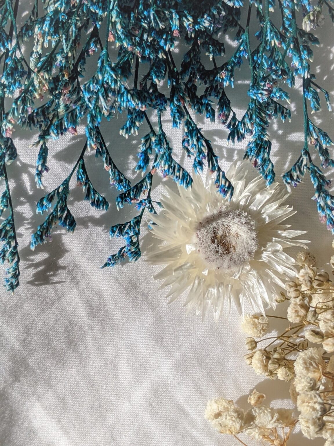 Wholesale Dried Flowers - Exciting & Diverse range available