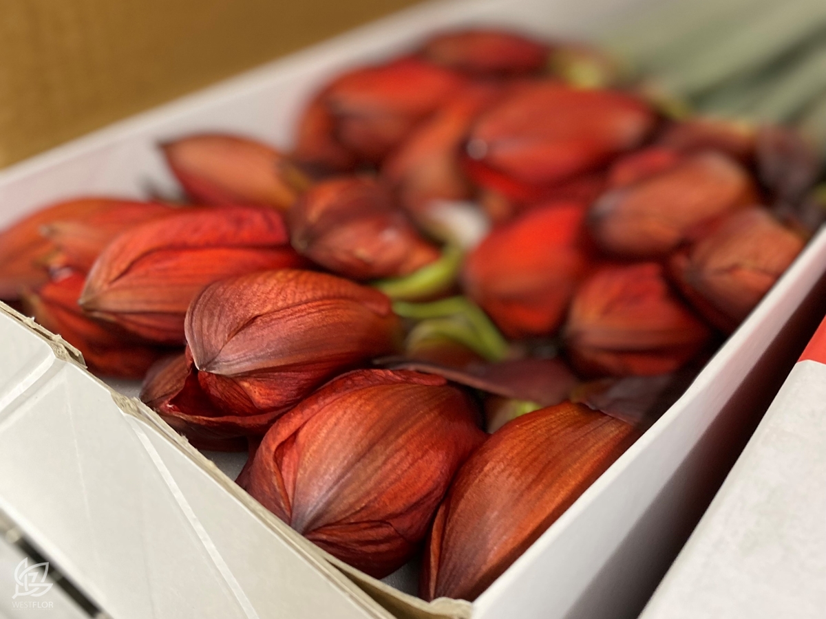 Wholesale Flowers - No. 1 Choice of Professional Florists