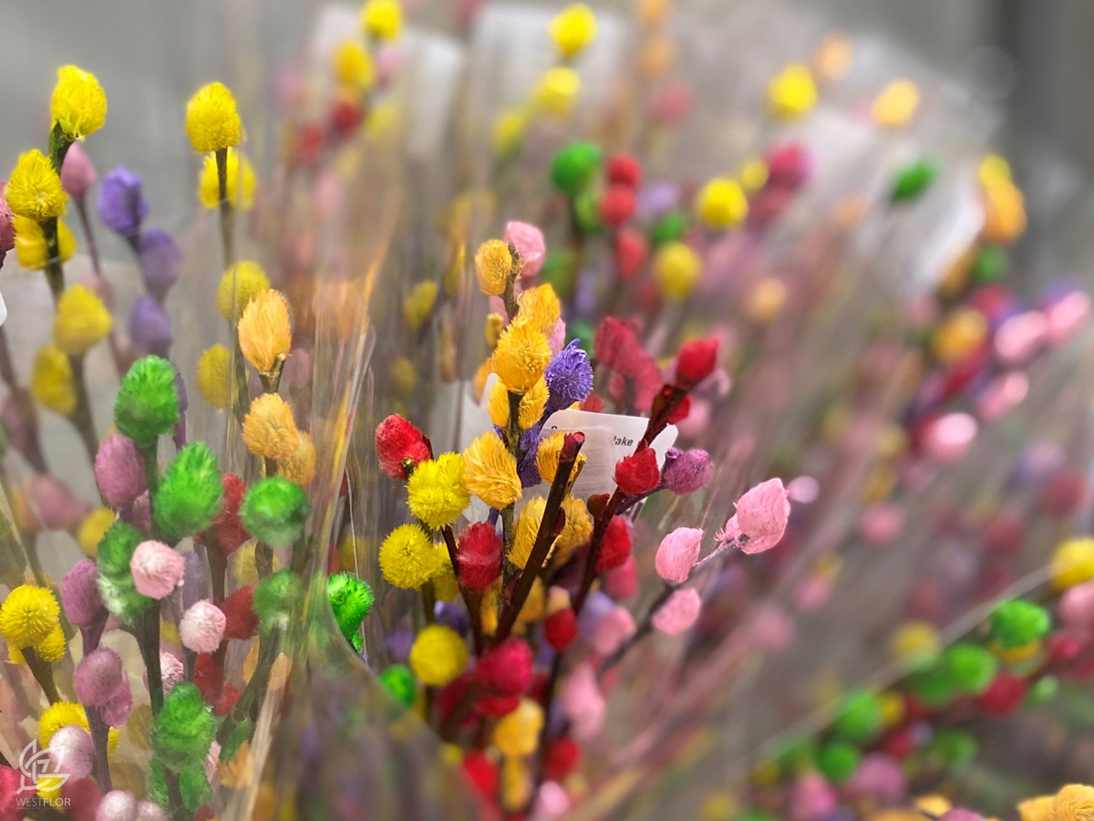 About Westflor - Wholesaler Flowers, Plants & Sundries