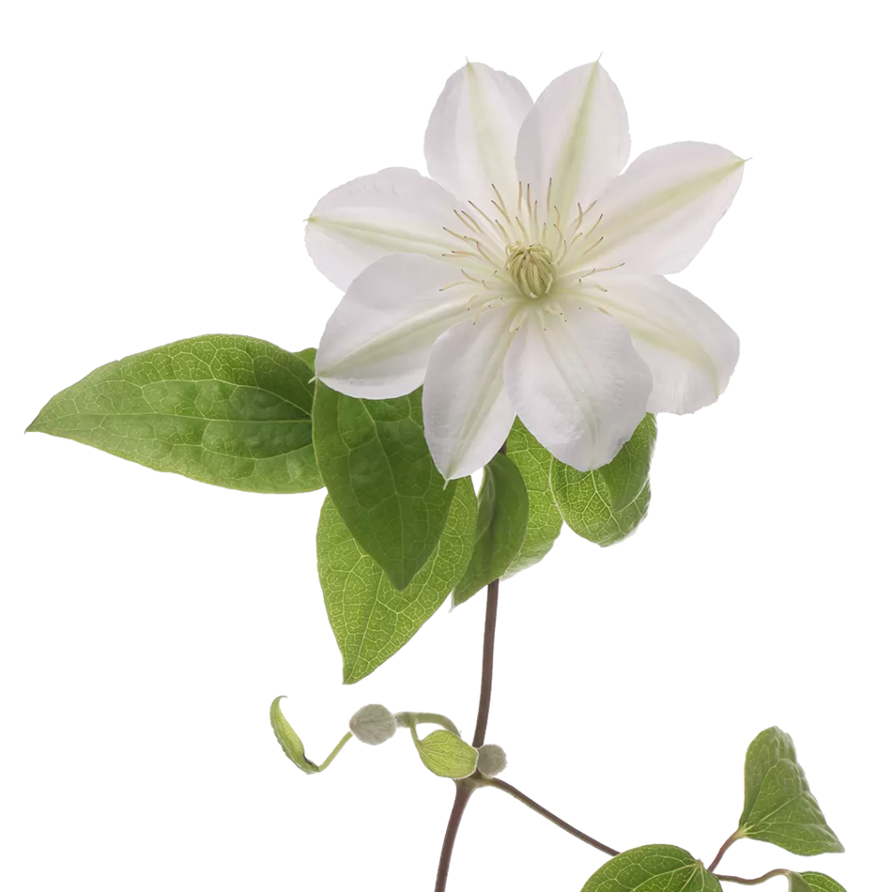 Clematis Cut Flowers - Complete Guide