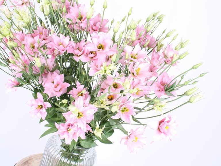 Eustoma | Lisianthus Cut Flowers - Complete Guide
