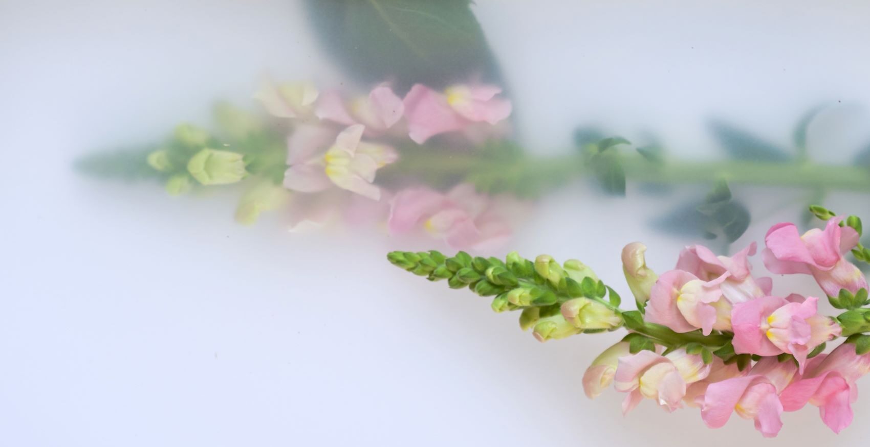 Antirrhinum Cut Flowers - Complete Guide