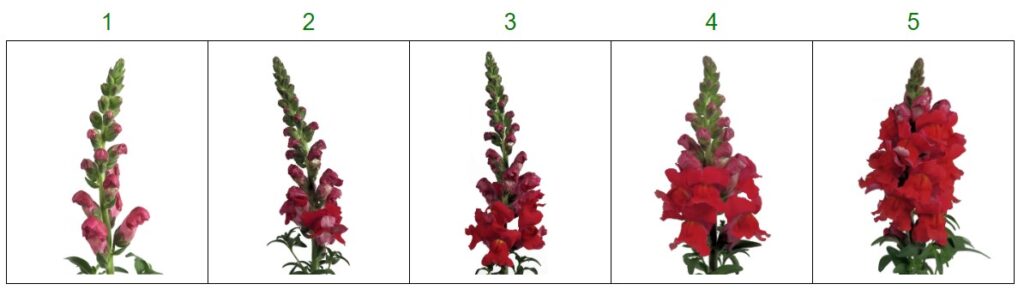 Antirrhinum Cut Flowers - Complete Guide