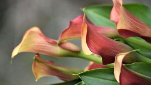 Antirrhinum Cut Flowers - Complete Guide