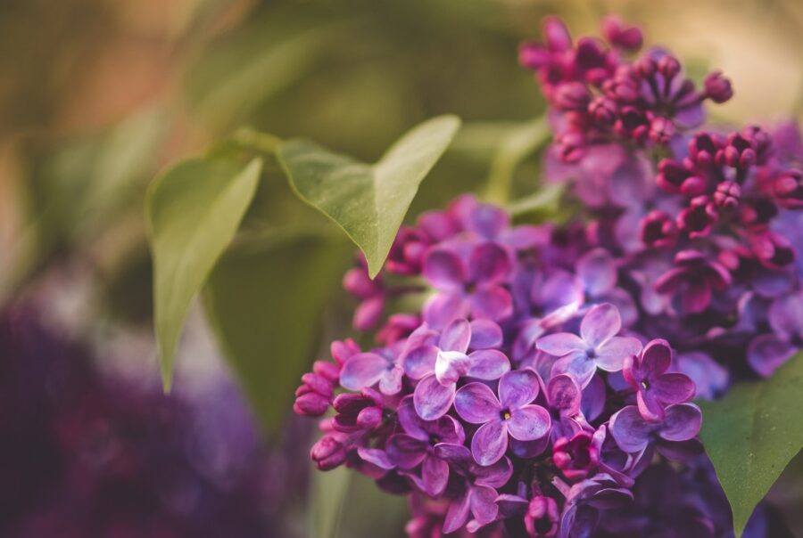 WESTFLOR UK - The BEST Wholesale Flowers & Florist Supplies