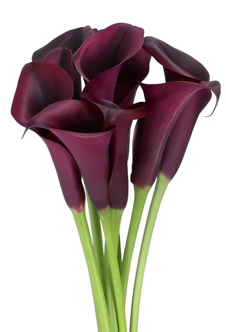 Calla Lily Cut Flowers - Complete Guide