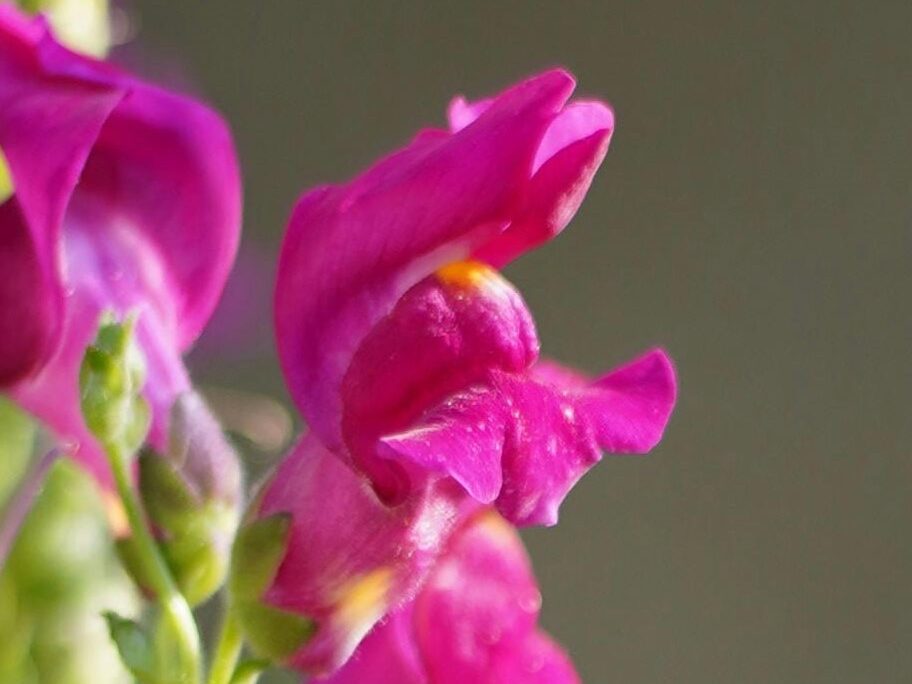 Antirrhinum Cut Flowers - Complete Guide
