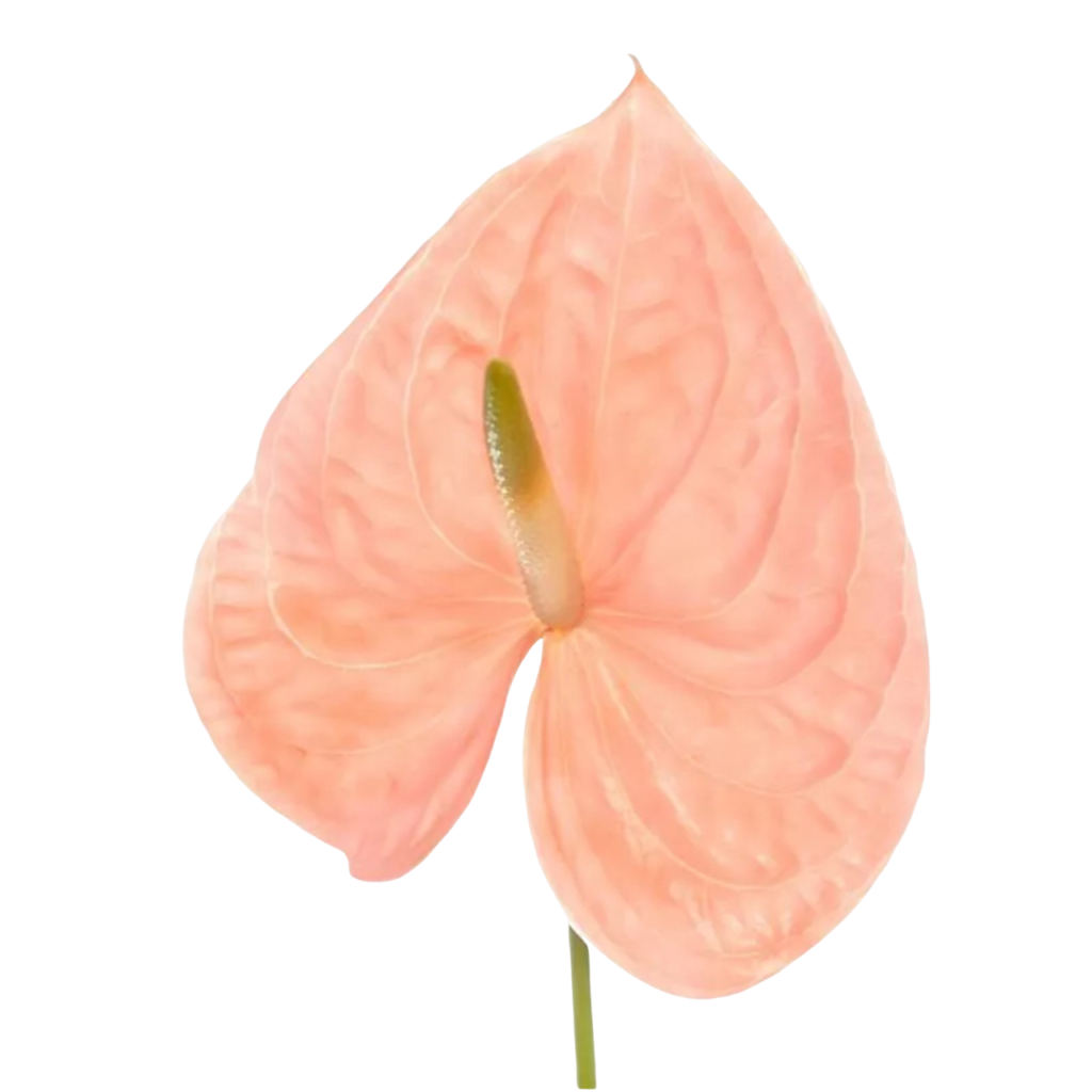 Anthurium Cut Flowers - Complete Guide