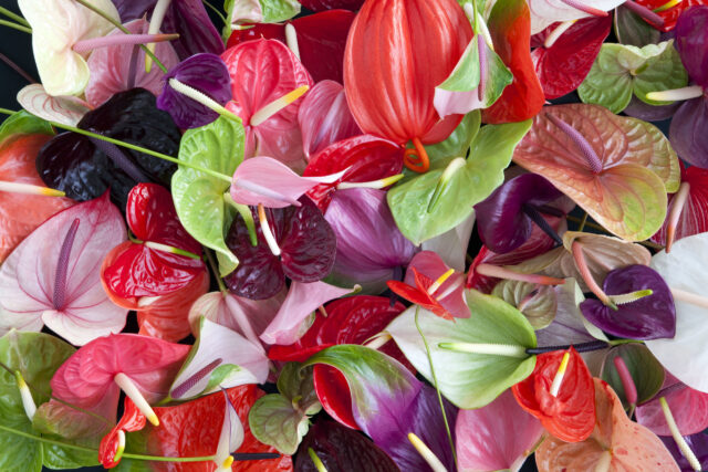 Anthurium Cut Flowers - Complete Guide