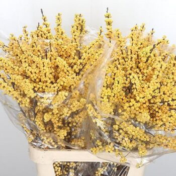 5 Top Cut Flowers for November - For Florists