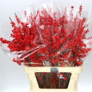 5 Top Cut Flowers for November - For Florists
