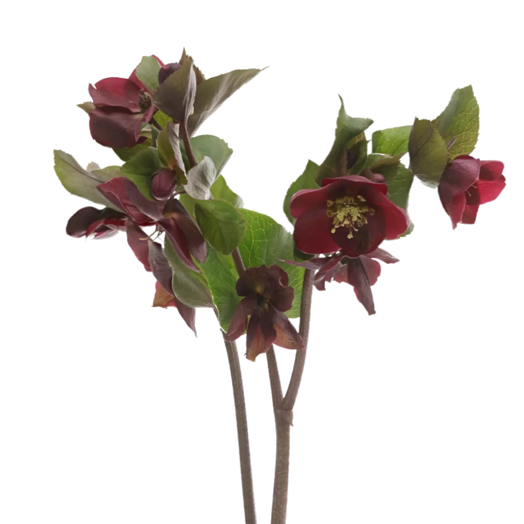 5 Top Cut Flowers for December - Westflor