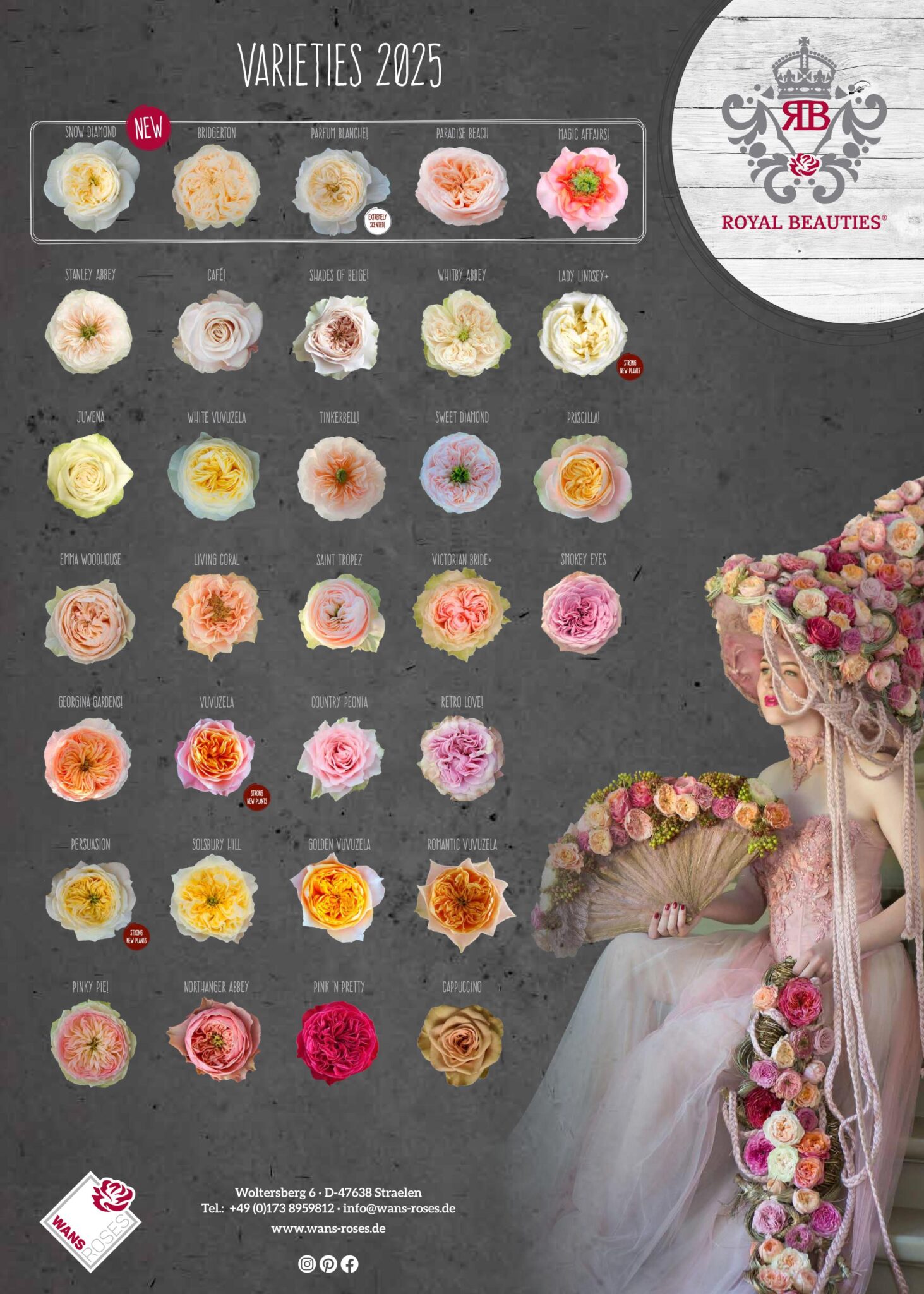 Wans Roses: Discover Stunning New Rose Varieties for 2025!