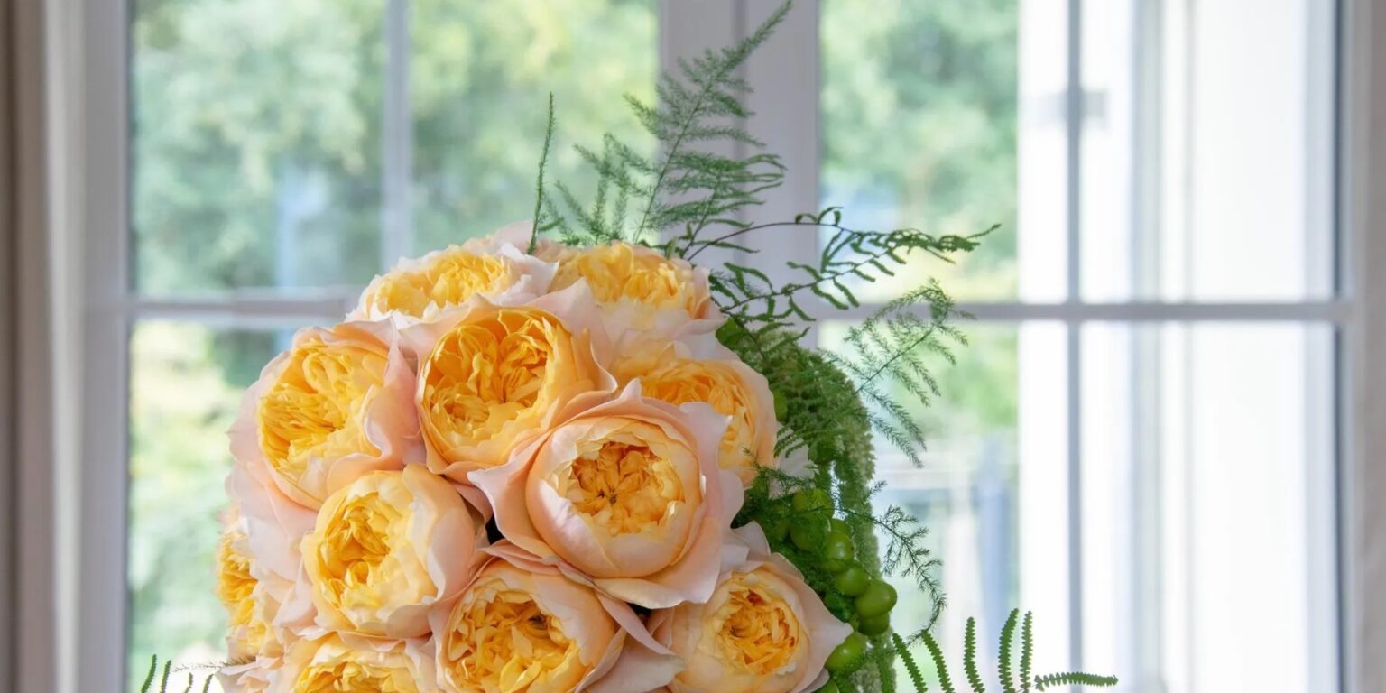 Wans Roses: Discover Stunning New Rose Varieties for 2025!