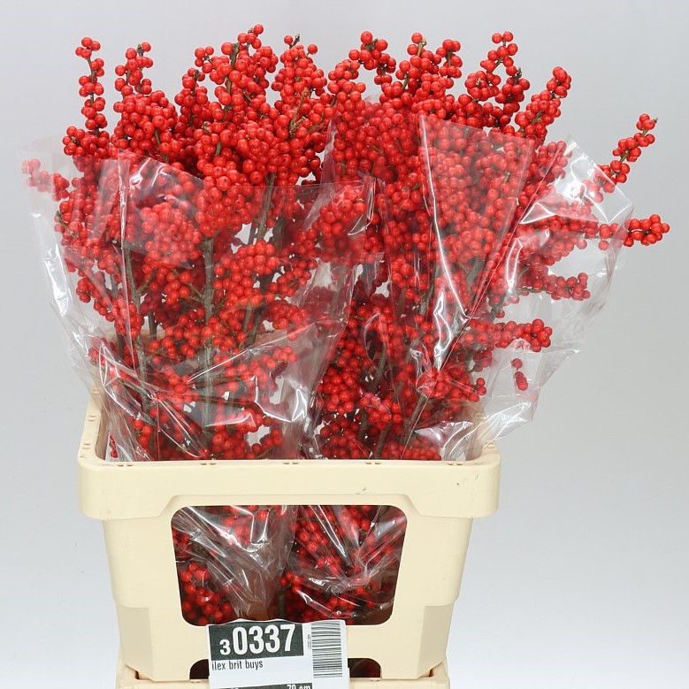 5 Top Cut Flowers for November - For Florists