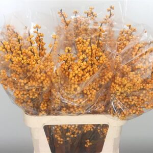 5 Top Cut Flowers for November - For Florists