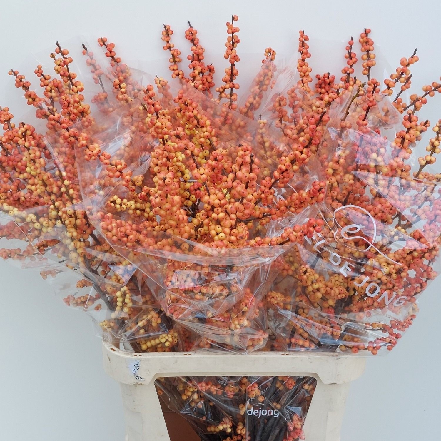 5 Top Cut Flowers for November - For Florists