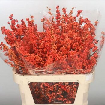 5 Top Cut Flowers for November - For Florists